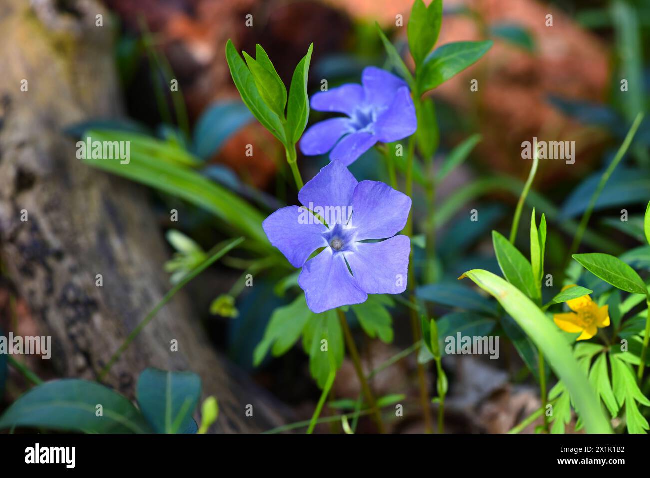 Periwinkle Vinca blue spring flowers in the forest Stock Photo - Alamy