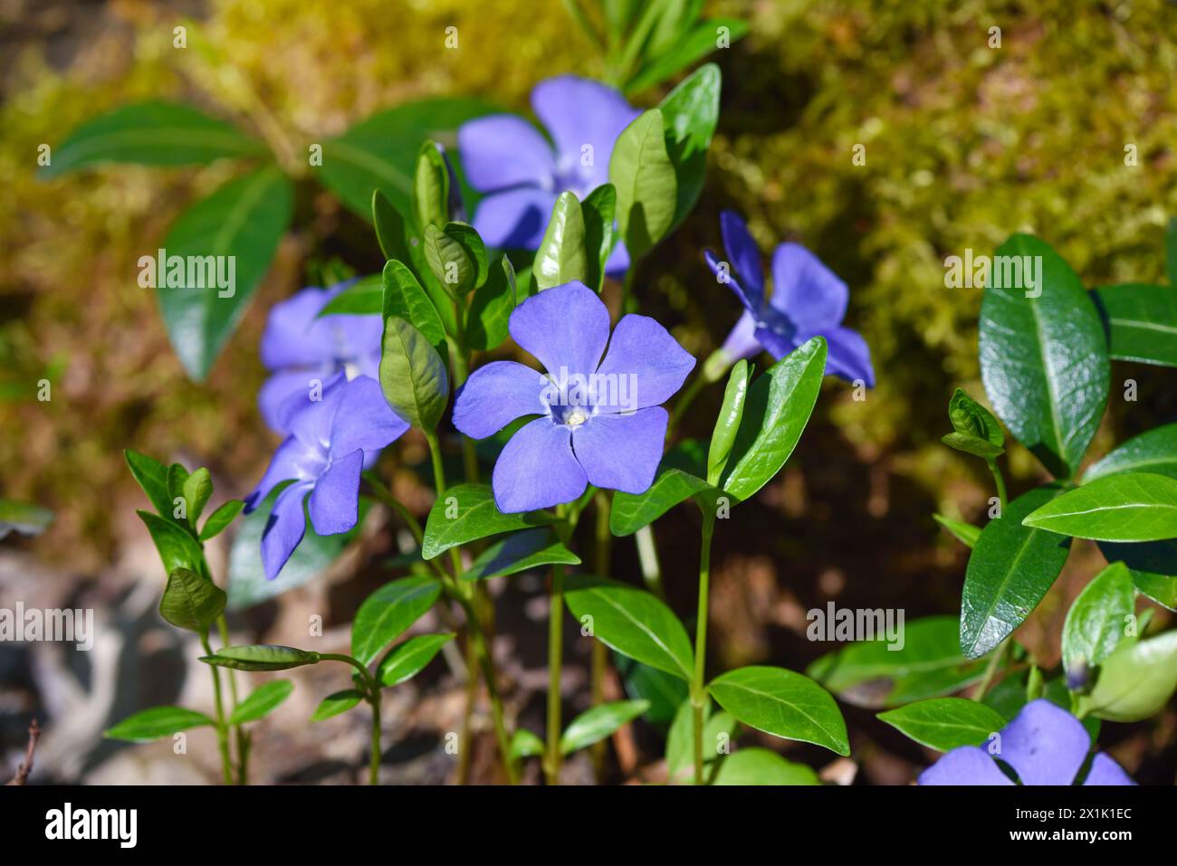 Periwinkle Vinca blue spring flowers in the forest Stock Photo - Alamy