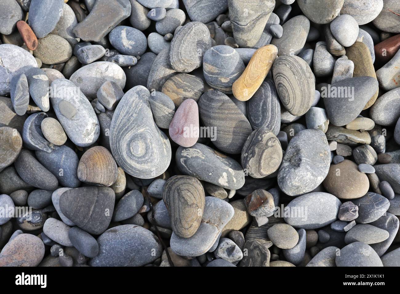 stone texture for background. Multi-colored sea stones from various ...