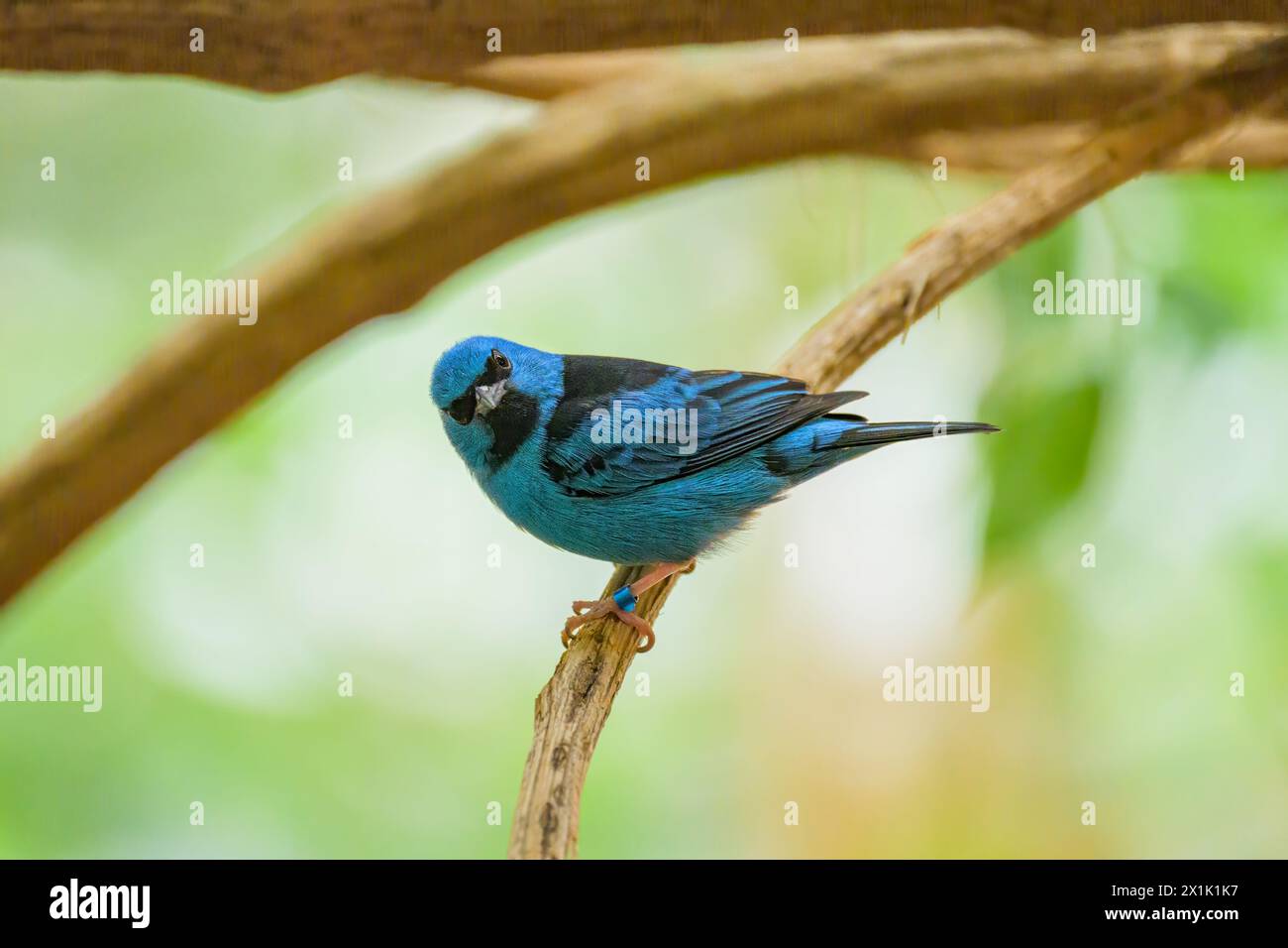 Blue dacnis cayana in hi-res stock photography and images - Alamy