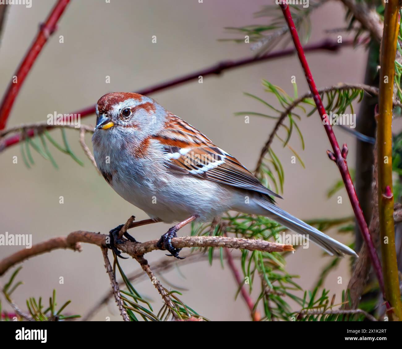 American Tree Sparrow close-up side view perched with coniferous tree ...