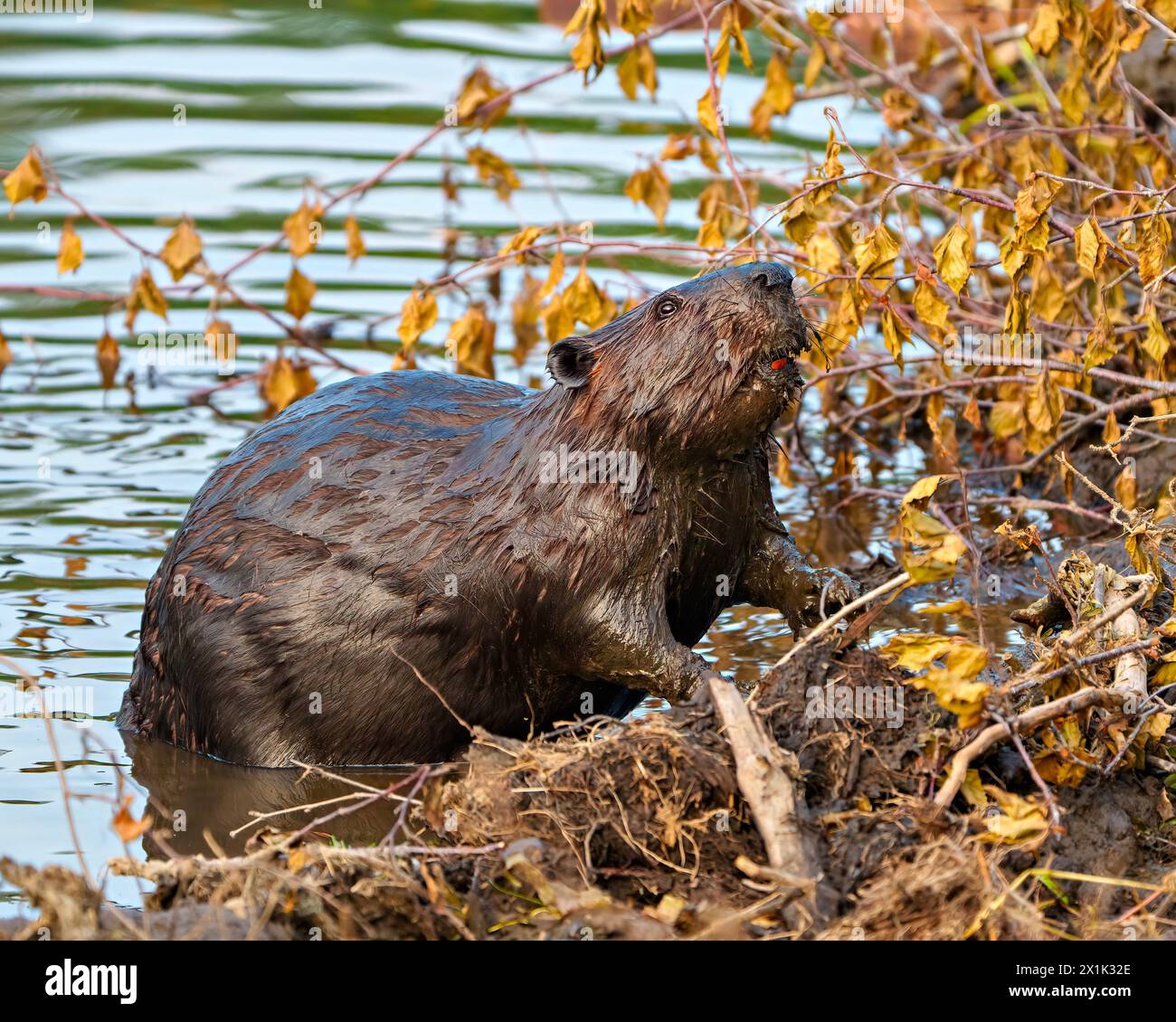 Beaver close-up side view, building a beaver dam and lodge in its ...
