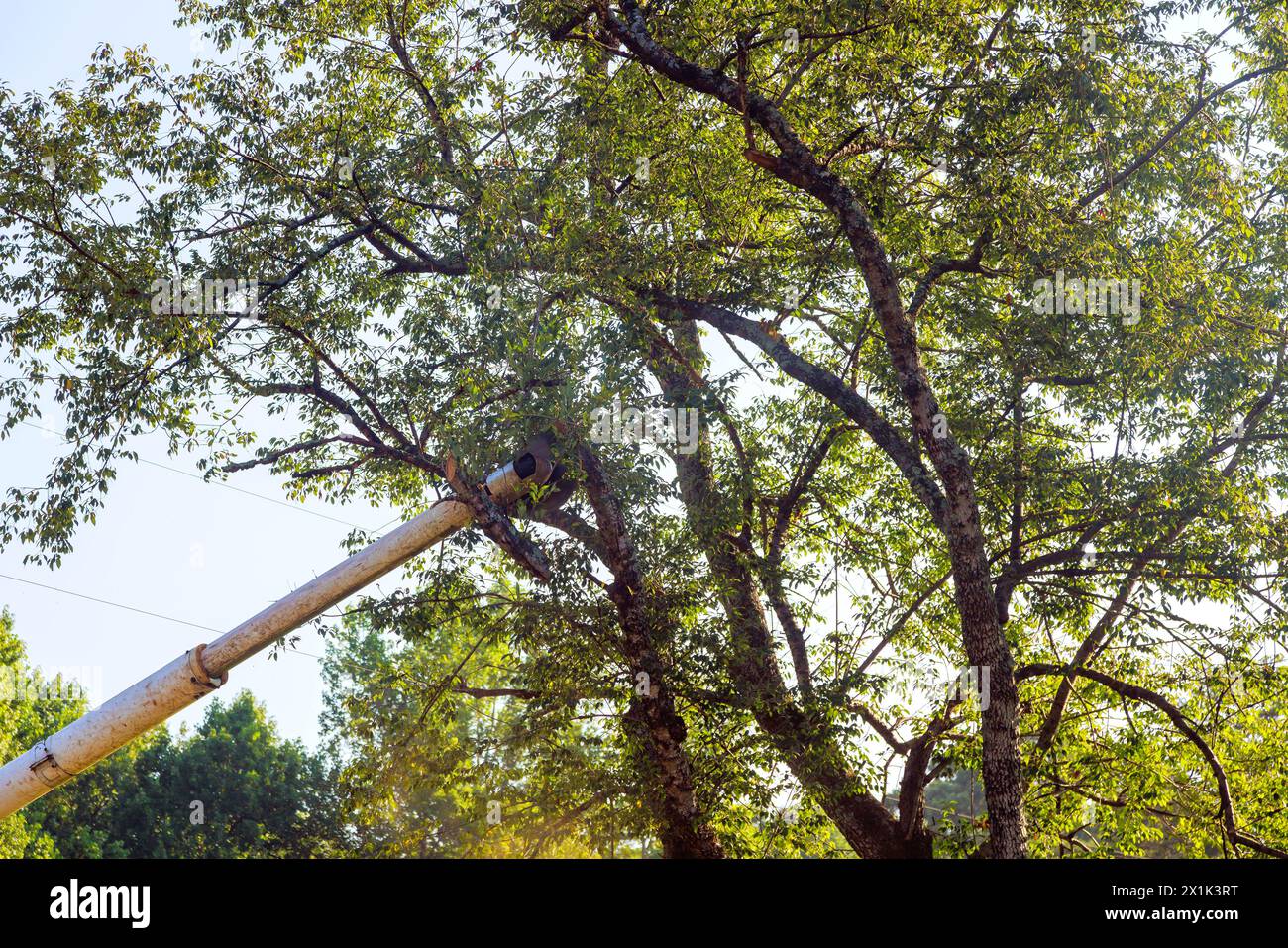 Lumberjack uses telescopic trimming blade saw to cut branches from ...