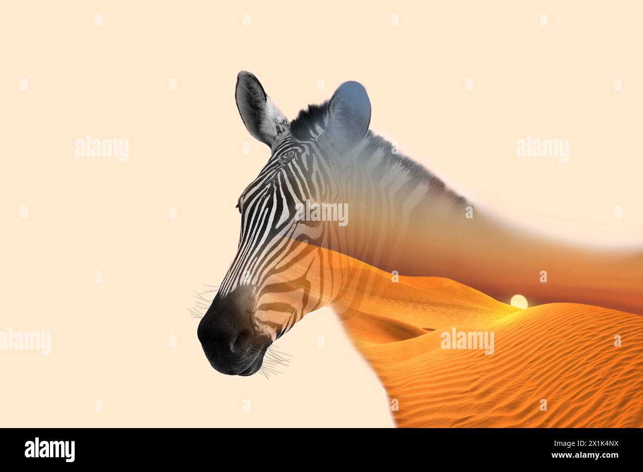 Double exposure of striped African zebra and sandy desert Stock Photo ...