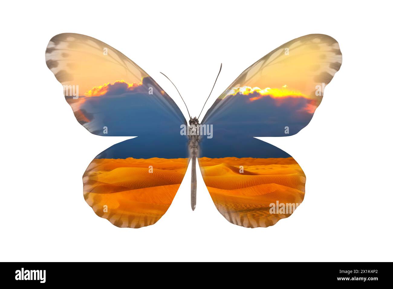 Double exposure of fragile exotic butterfly and sandy desert Stock ...