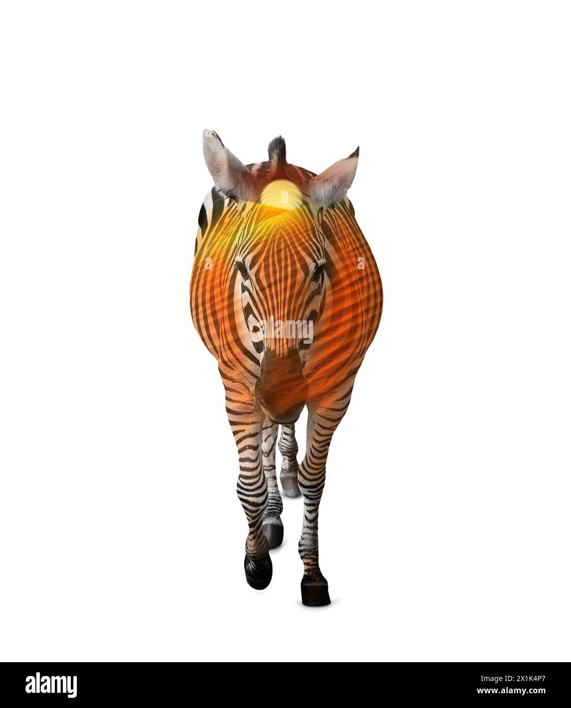 Double exposure of striped African zebra and sandy desert Stock Photo ...