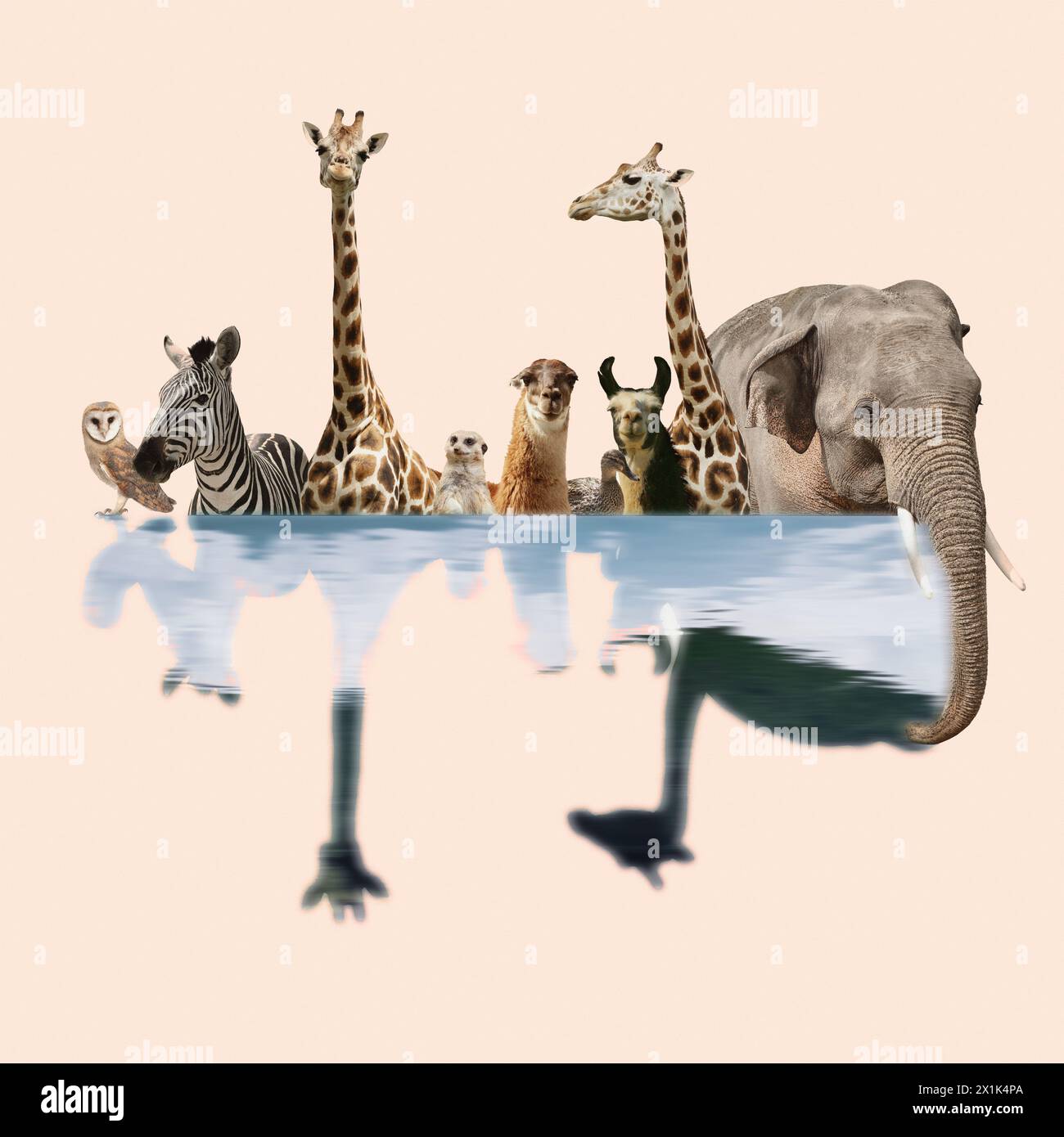 Double exposure of different wild animals and lake Stock Photo - Alamy
