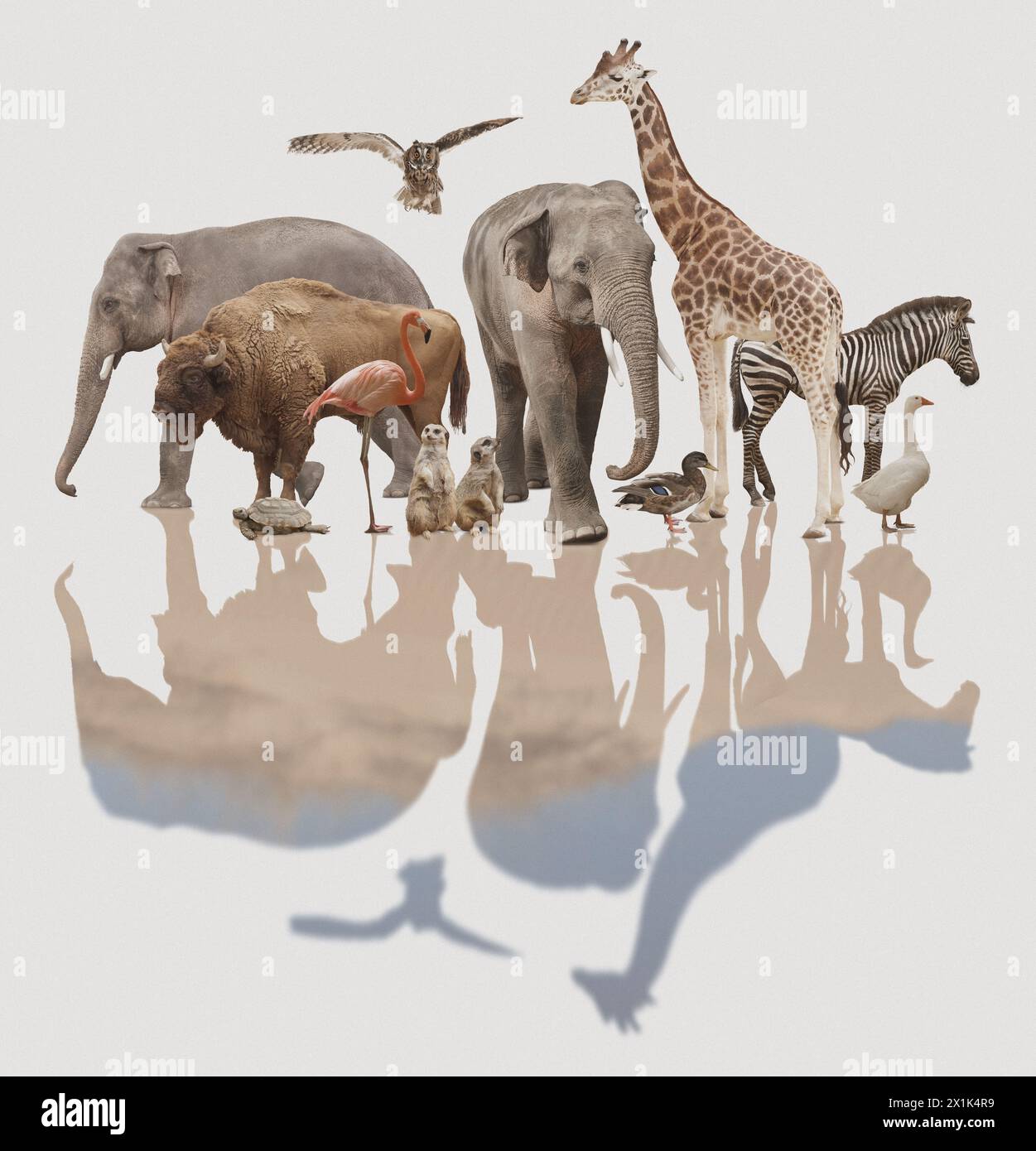 Double exposure of different wild animals and desert Stock Photo - Alamy