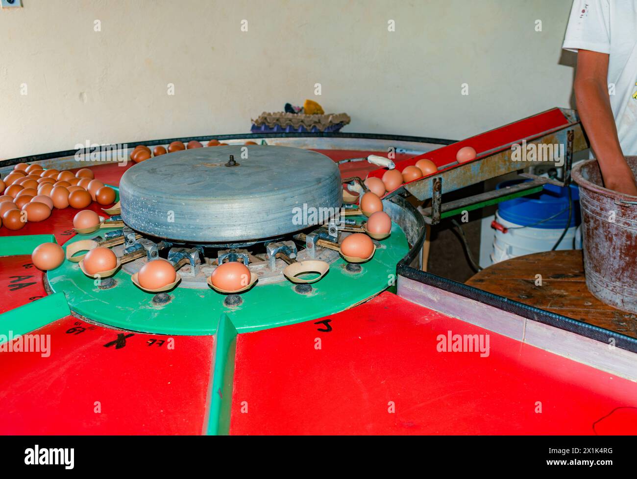 EGG SEPARATION PROCESS IN AN AUTOMATIC SEPARATING MACHINE ON A PEASANT FARM Stock Photo - Alamy