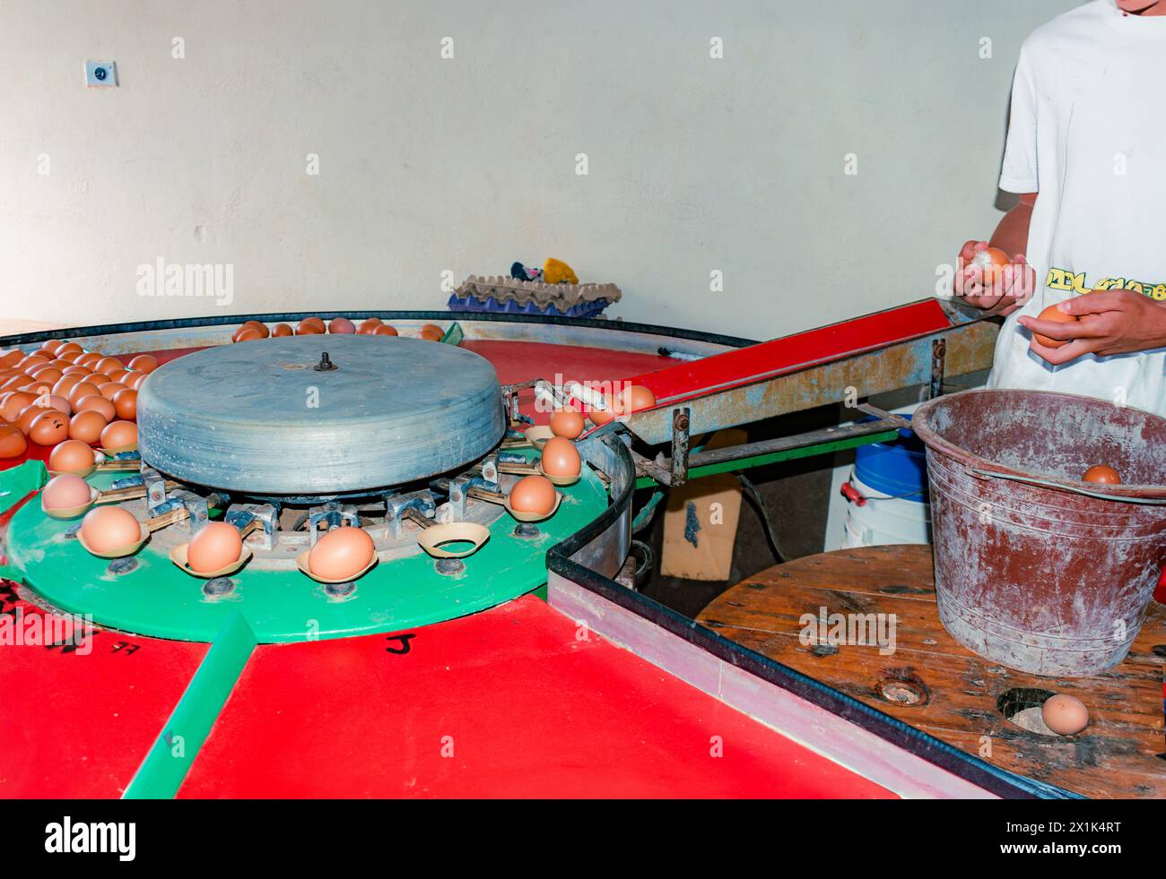 EGG SEPARATION PROCESS IN AN AUTOMATIC SEPARATING MACHINE ON A PEASANT FARM Stock Photo - Alamy
