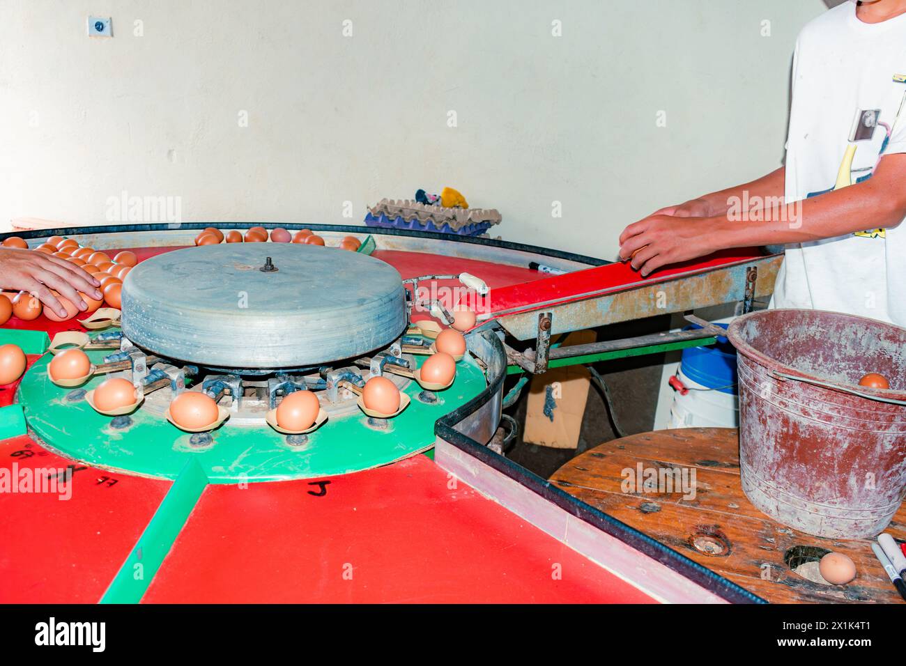 WORKERS PLACE EGGS INTO AUTOMATIC SEPARATING MACHINE ON A PEASANT FARM ...