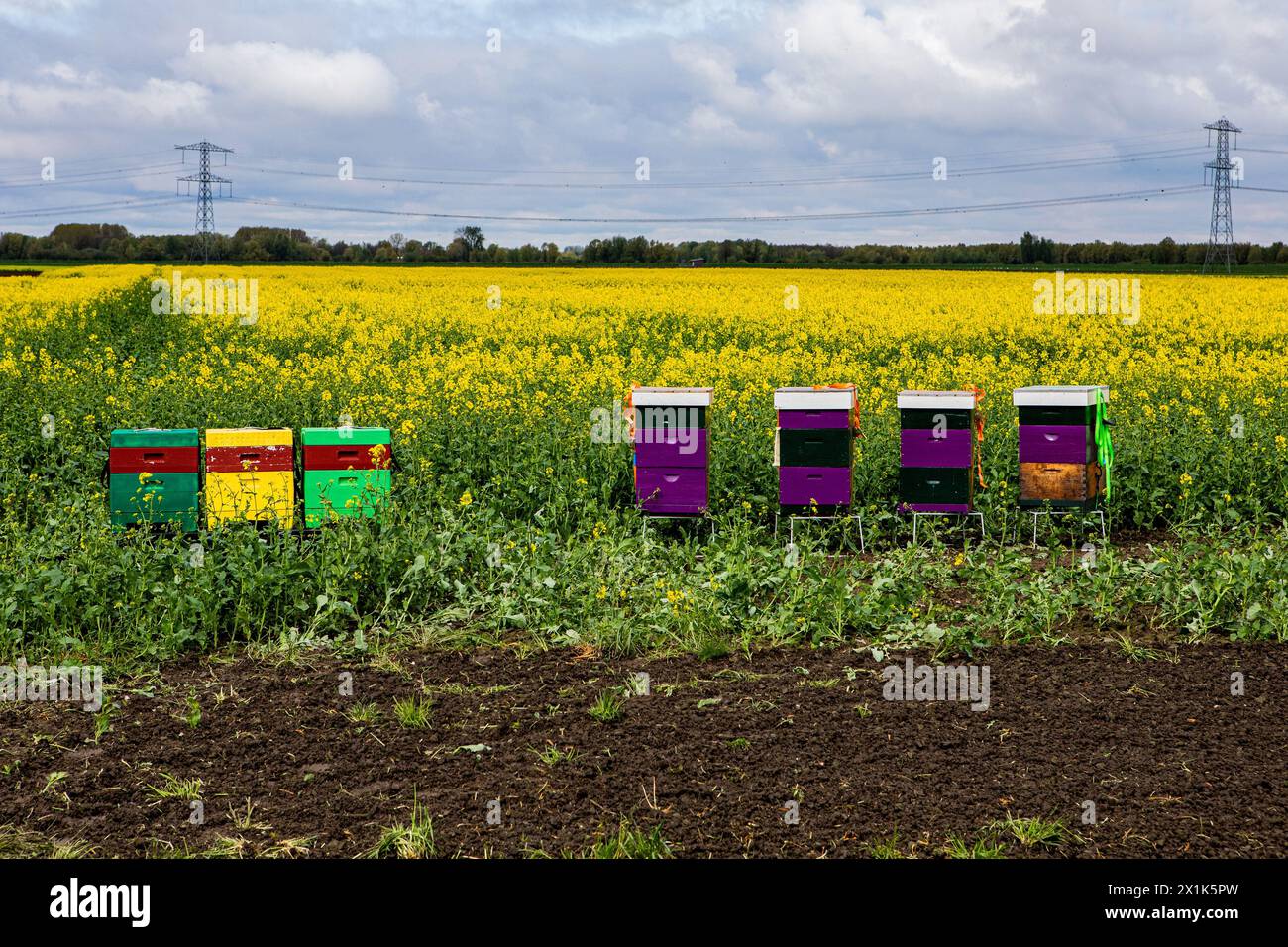 Werkbij hi-res stock photography and images - Alamy