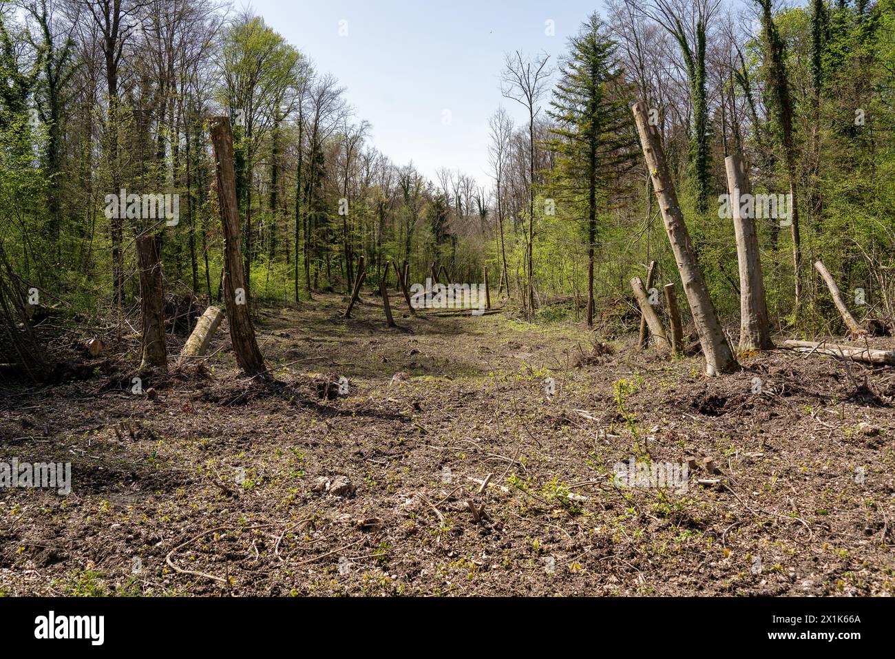 Path in the forest, with trees cut on half height for no obvious reason ...
