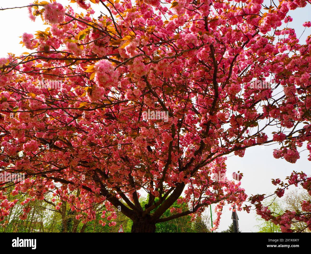 Cherry Blossom Trees Stock Photo - Alamy