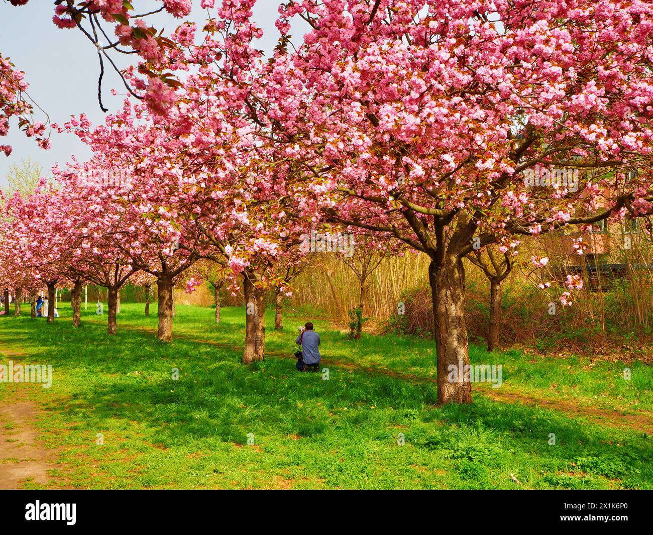 Cherry Blossom Trees Stock Photo - Alamy