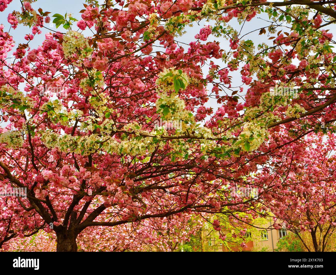 Cherry Blossom Trees Stock Photo - Alamy