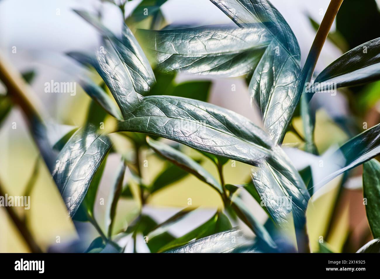 Vibrant Green Leaf Detail and Texture - Eye-Level Perspective Stock ...
