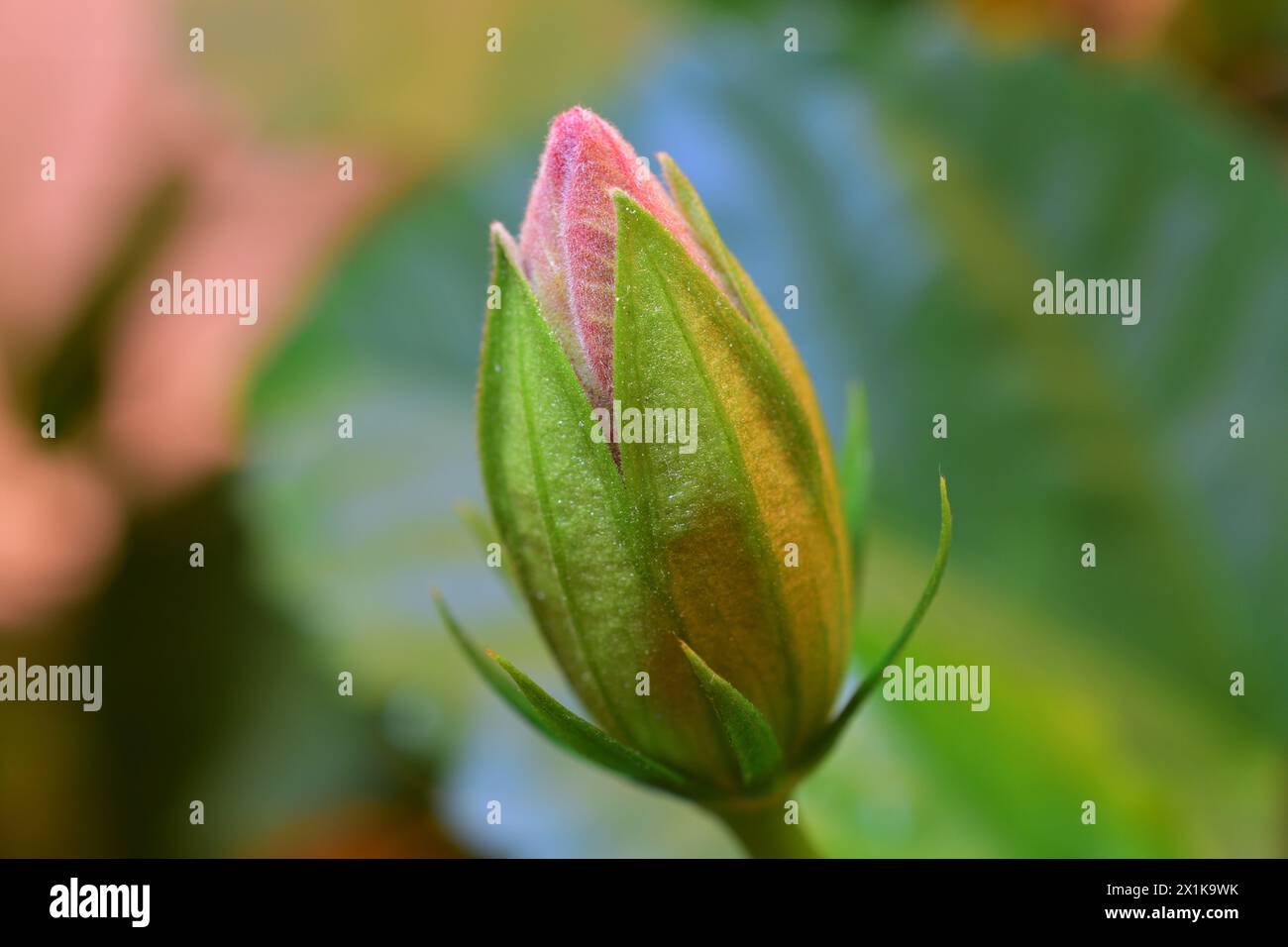 Hibiscus bud portrait hi-res stock photography and images - Alamy
