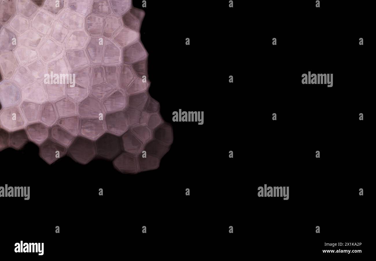 Grey Polygonal Shapes on black background. Honeycomb pattern Stock ...