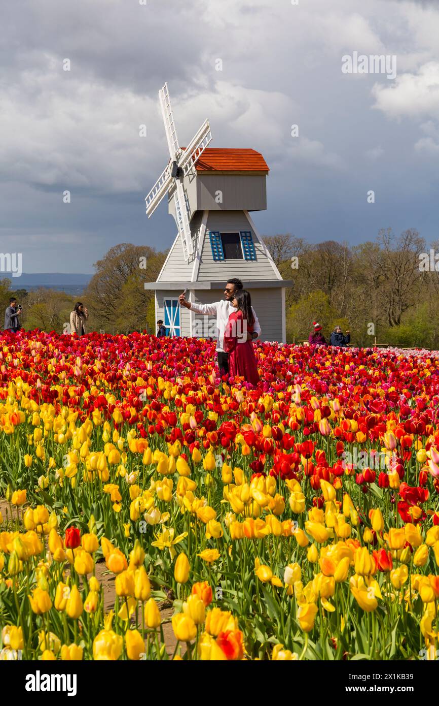 Tulleys tulip farm hi-res stock photography and images - Alamy