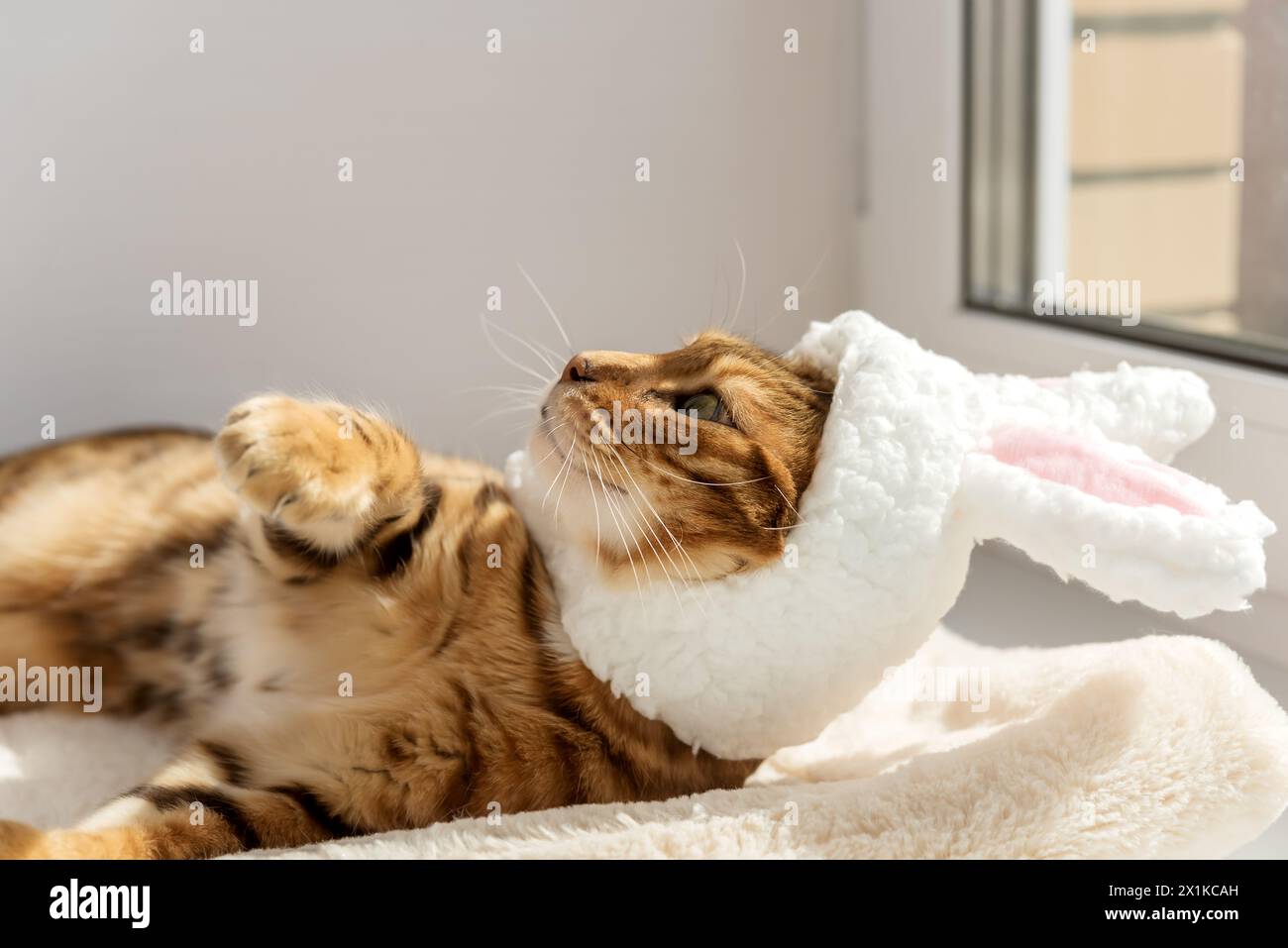 Funny Bengal cat dressed as an Easter bunny. Cat in a headband with ...