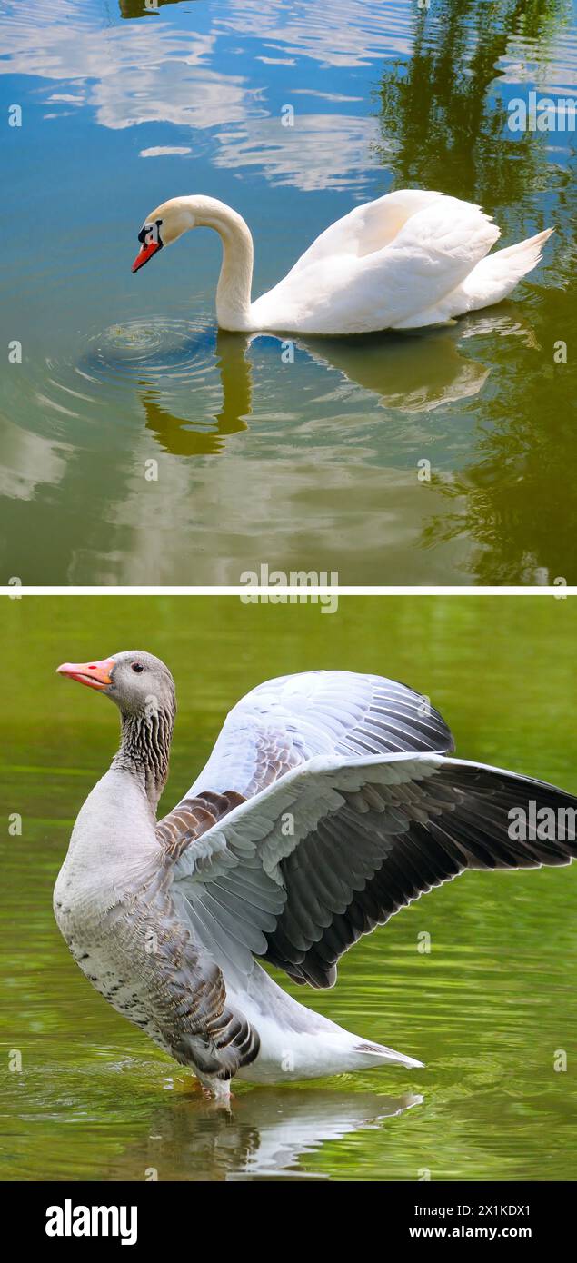 Collage wild animals birds hi-res stock photography and images - Alamy