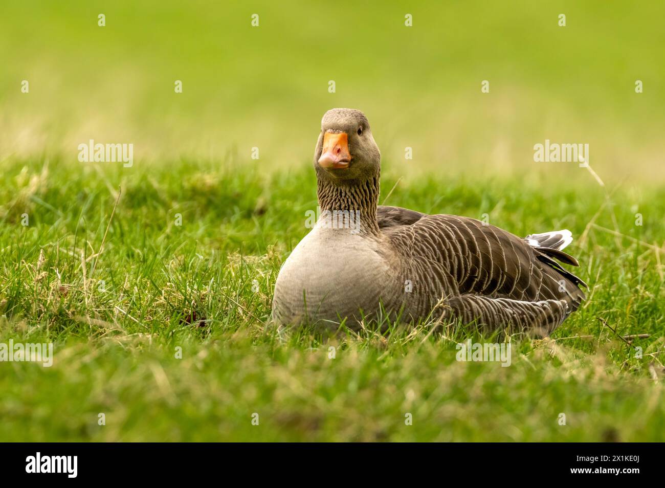 Grey lag goose hi-res stock photography and images - Alamy