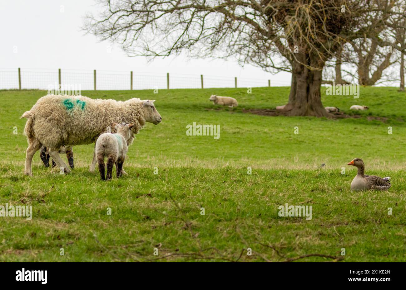Curious farm animals looking at a greylag goose lying down in their ...