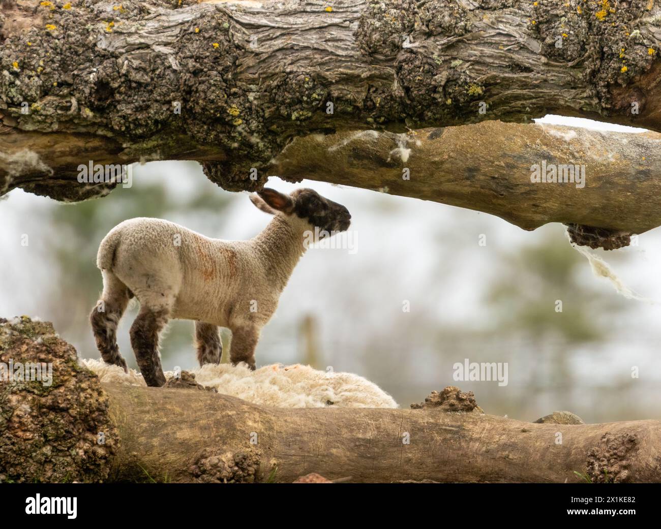 New spring lamb frolicking in a field behind a fallen down tree Stock ...