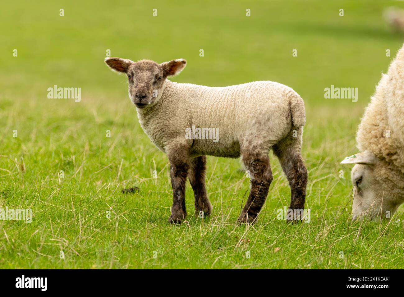 Cute lamb spring hi-res stock photography and images - Alamy
