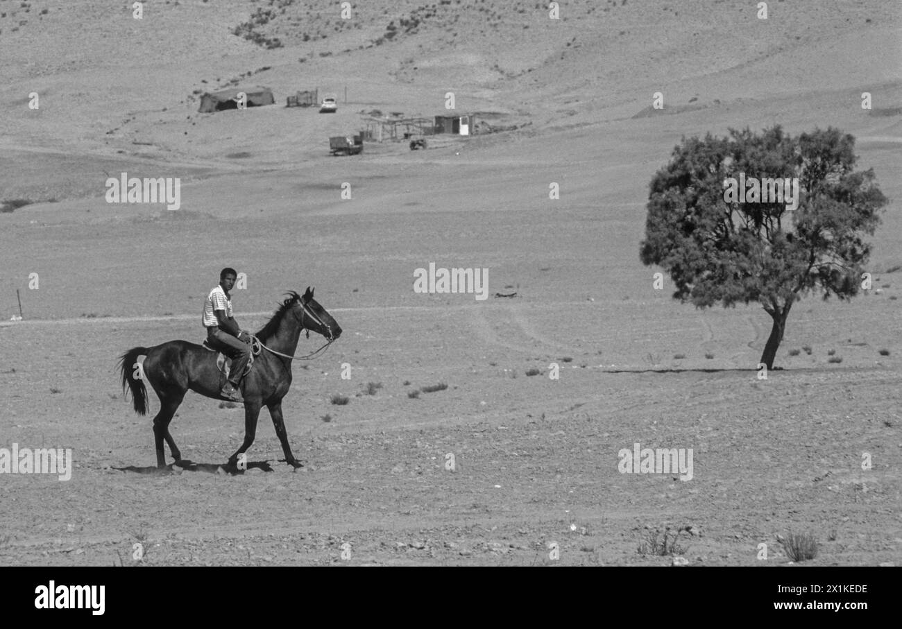 Arab riding horse in desert hi-res stock photography and images - Alamy
