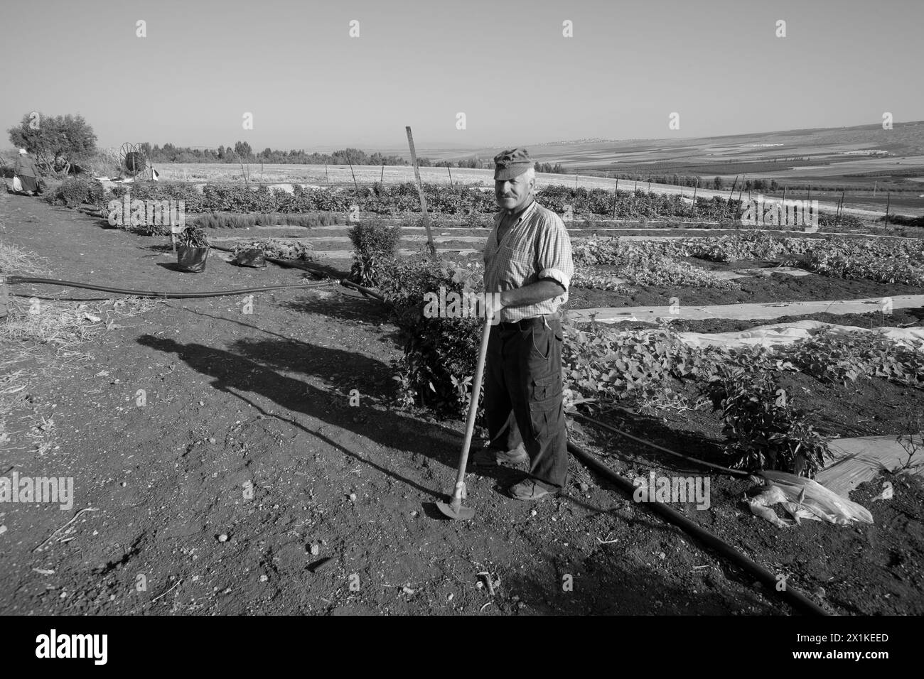 Farmer stands by his vegetable plot in the Galilee Israel Stock Photo ...