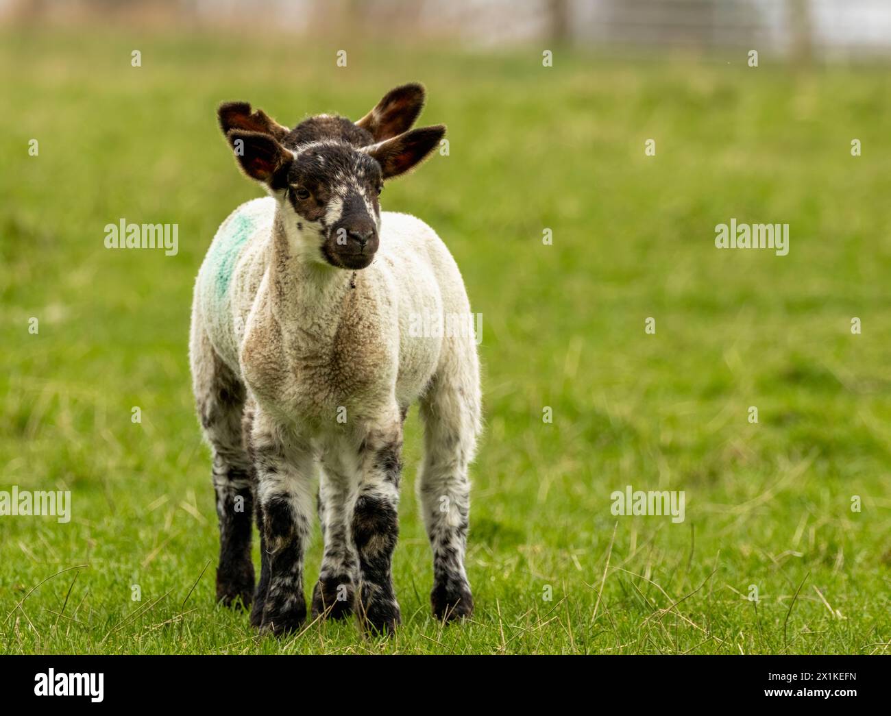Cute lamb spring hi-res stock photography and images - Alamy