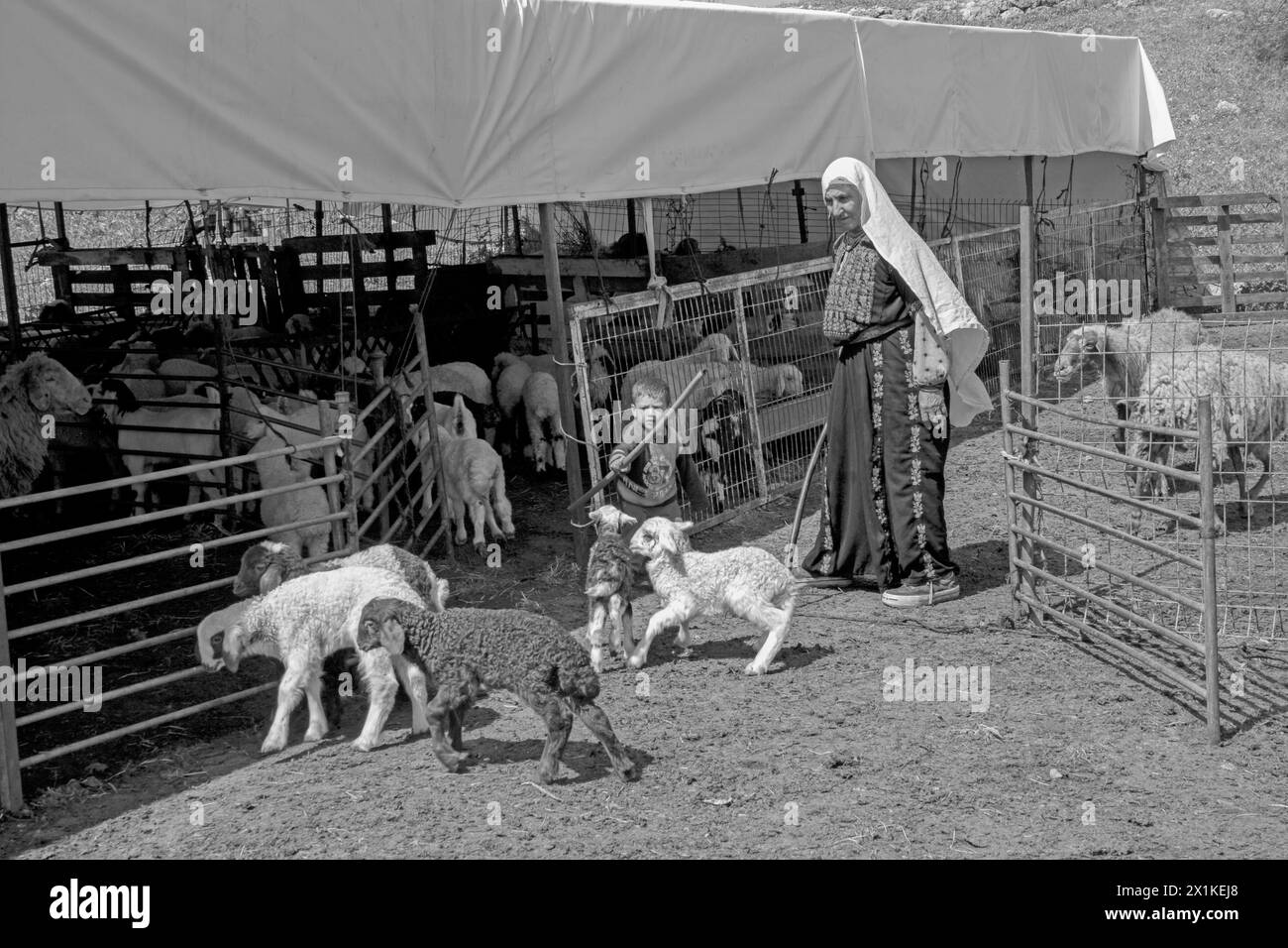 The sheep pen Black and White Stock Photos & Images - Alamy