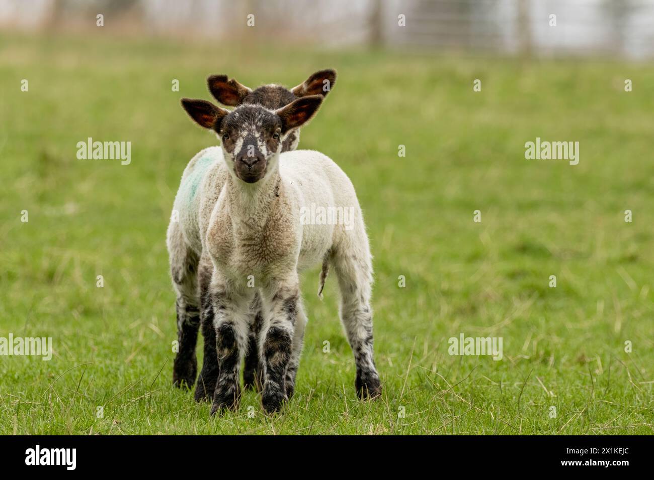 Close up of cute spring lamb Stock Photo - Alamy