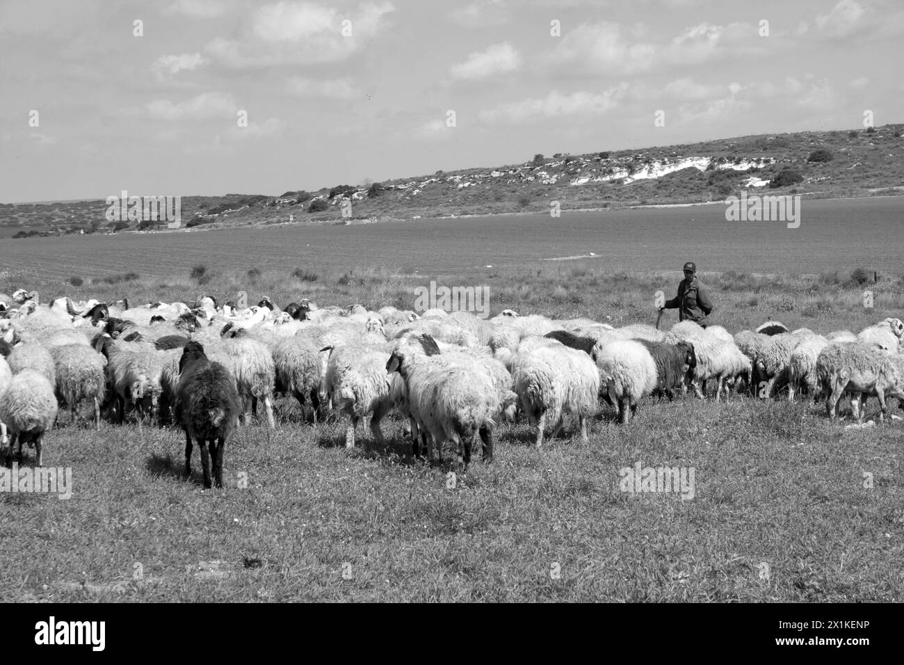 Bedouin shepherd with a flock of sheep in the Negev Israel Stock Photo ...