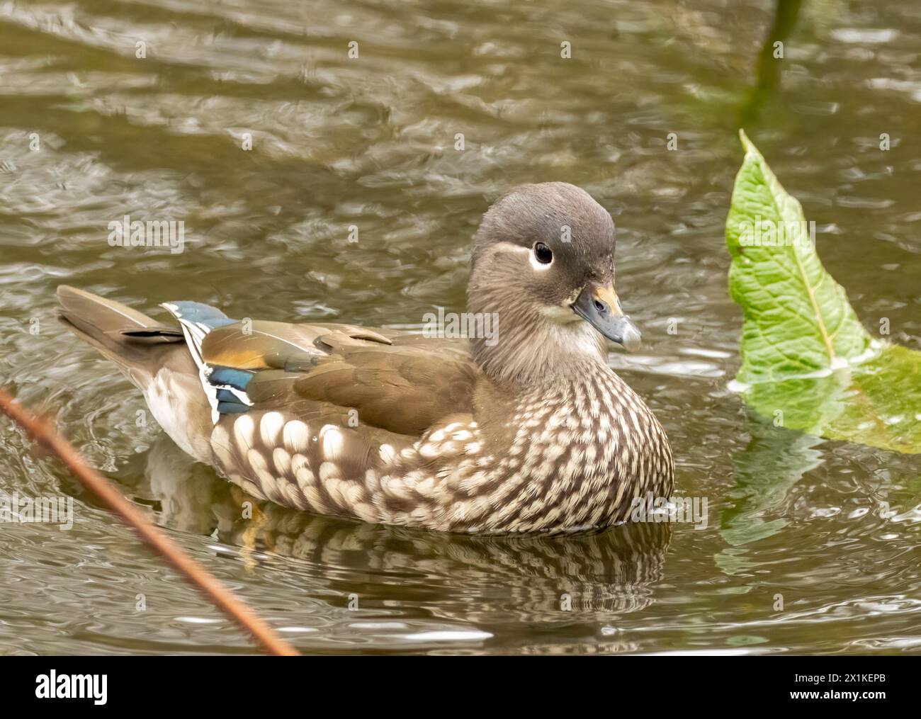 Female mandarin duck Stock Photo - Alamy