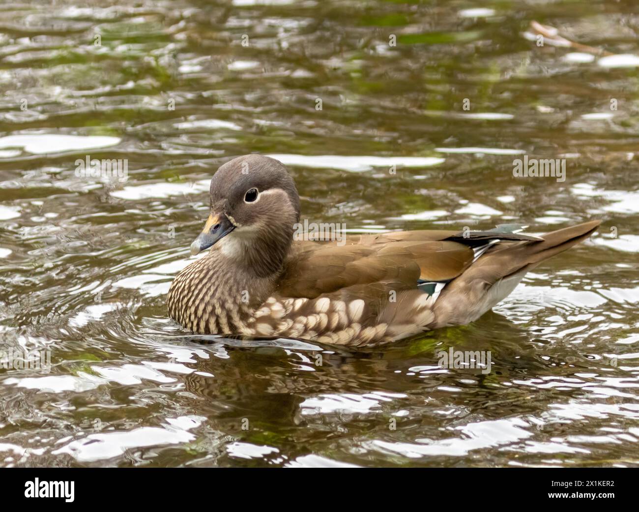 Female mandarin duck Stock Photo - Alamy