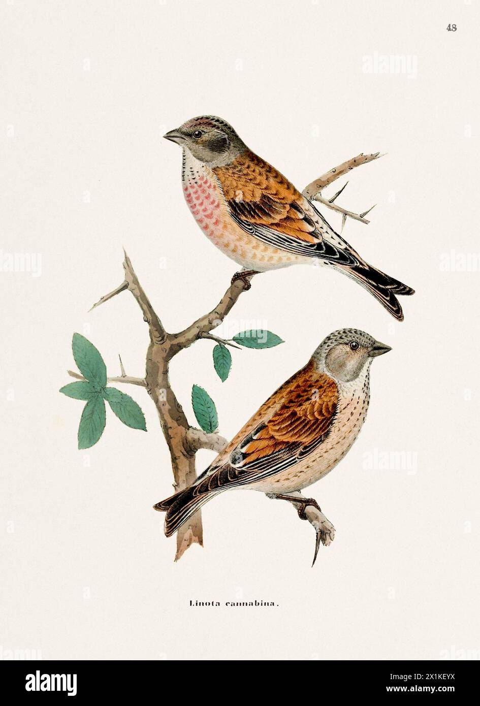 Finch Bird illustration. Vintage bird art. Ca 1878 Stock Photo - Alamy