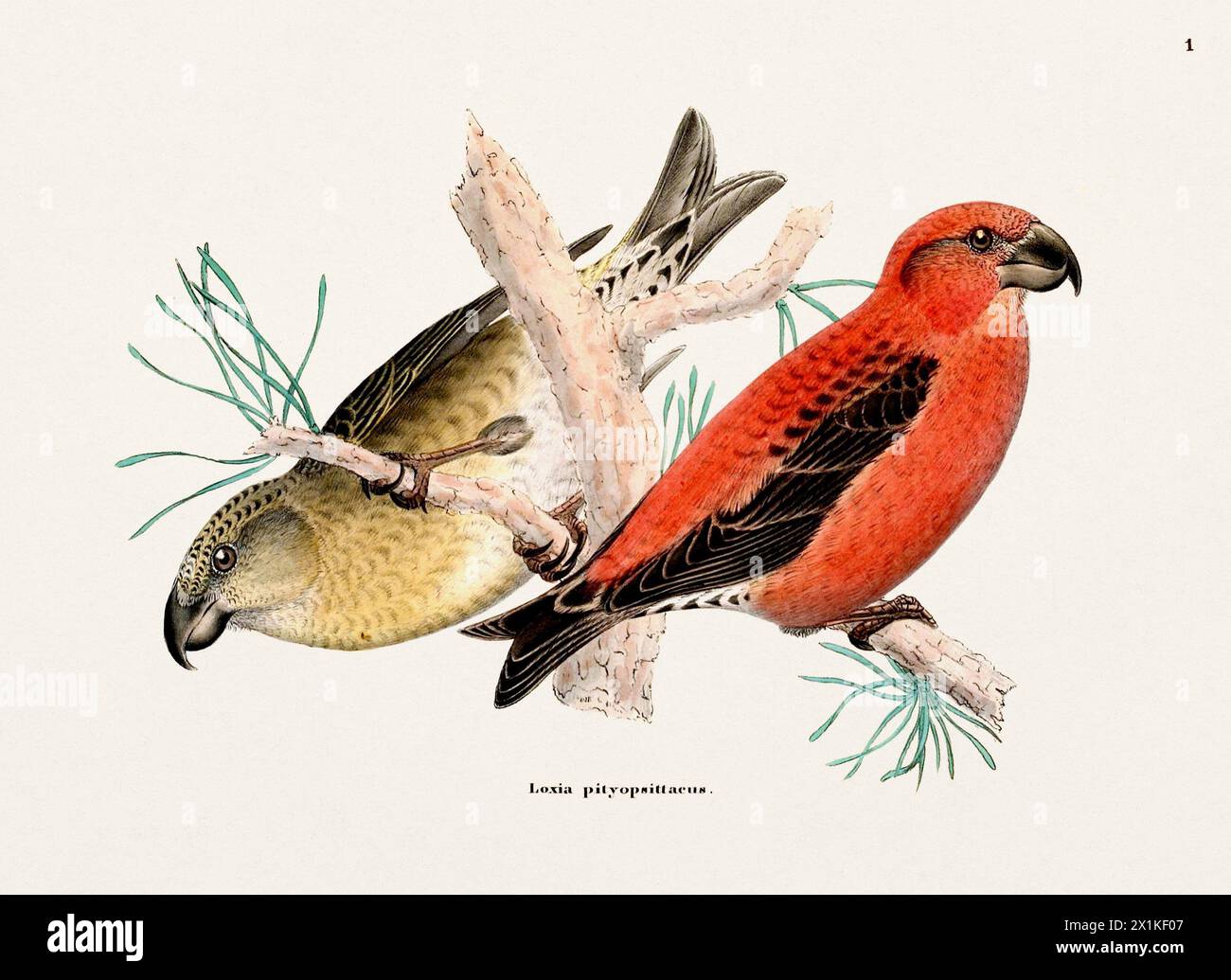 Finch Bird illustration. Vintage bird art. Ca 1878 Stock Photo - Alamy