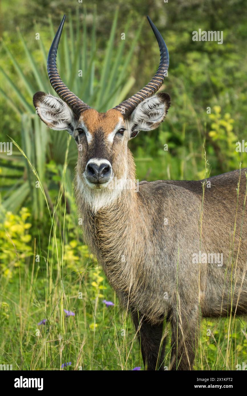Defassa waterbuck in Murchison Falls National Park, Uganda Stock Photo ...