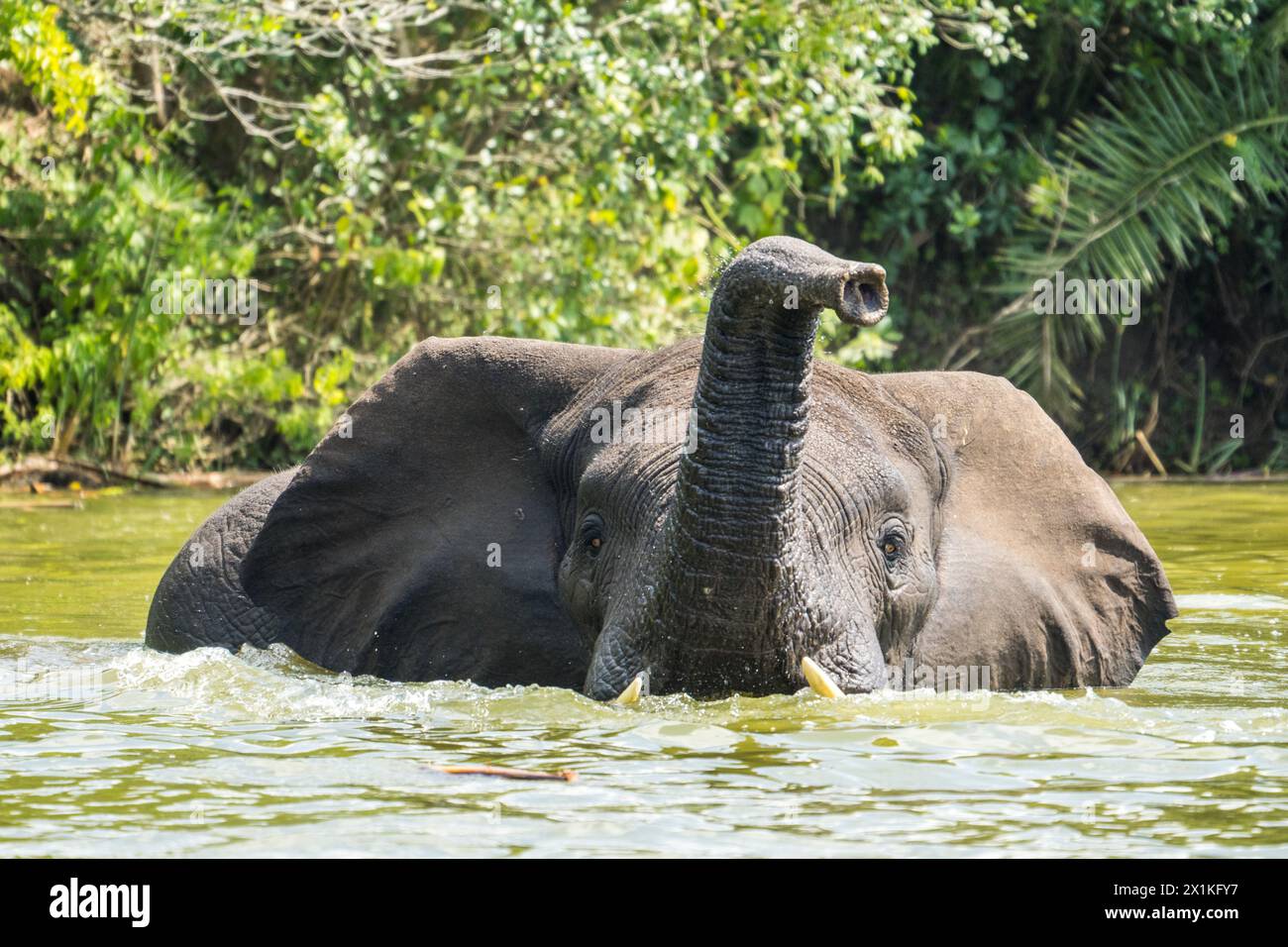 Swimming elephant in the Queen Elizabeth National Park, Uganda Stock ...