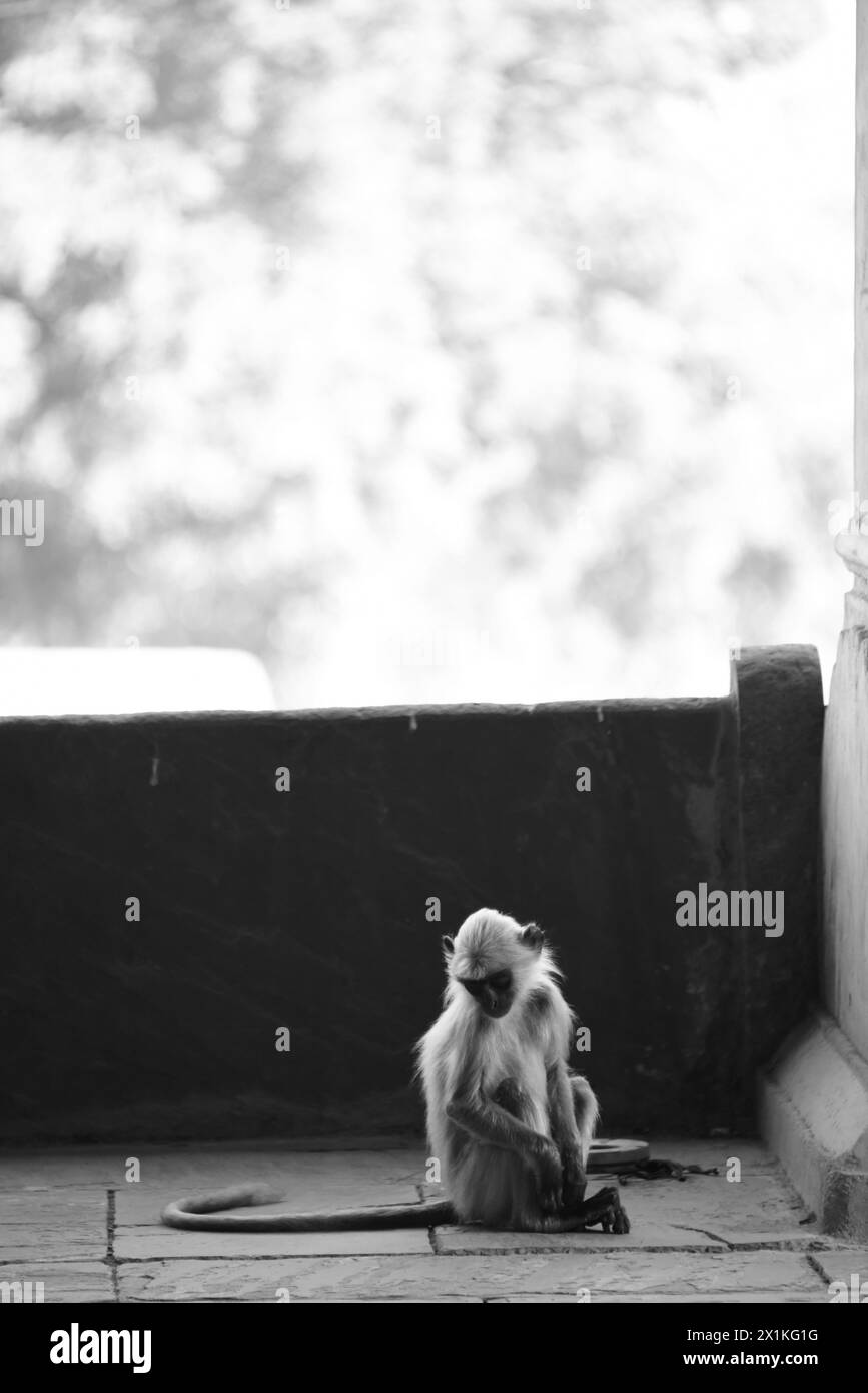 Monkey Temple Nepal Stock Photo Alamy