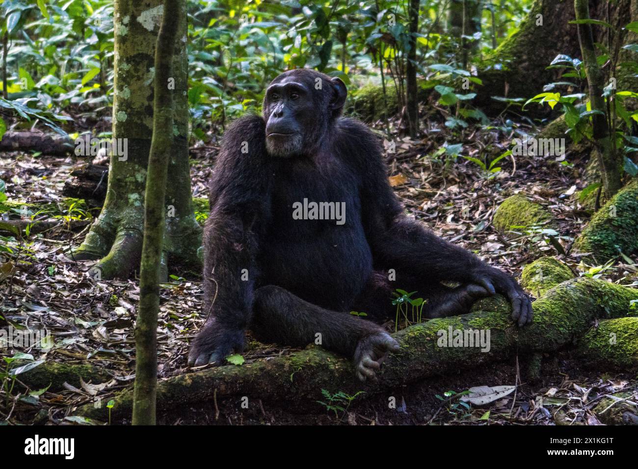 Chimpanzee in the Kibale National Park, Uganda Stock Photo - Alamy