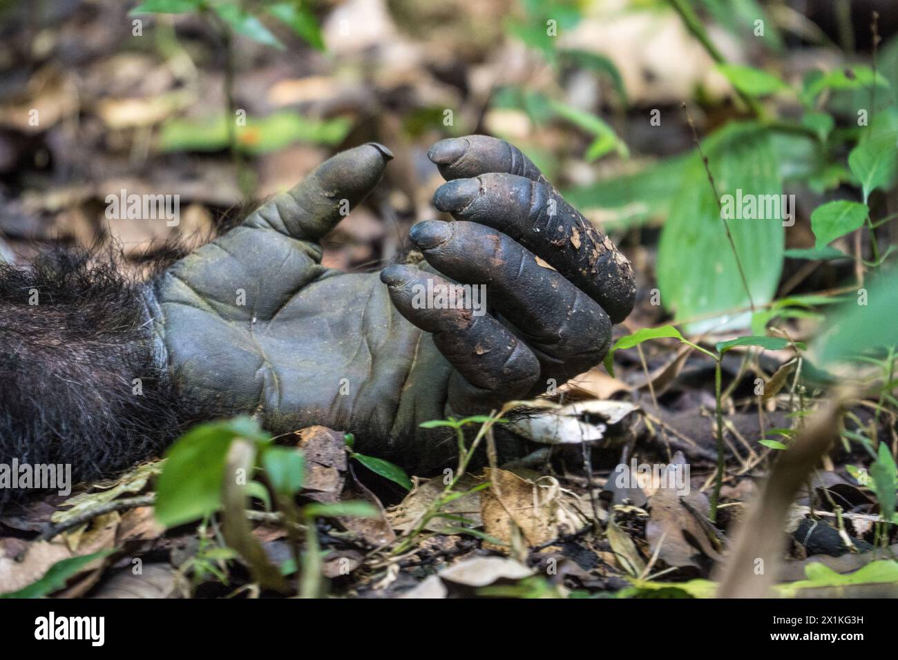 Chimpanzee hand in the Kibale National Park, Uganda Stock Photo - Alamy