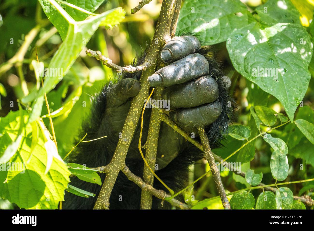 Gorilla hand hi-res stock photography and images - Alamy