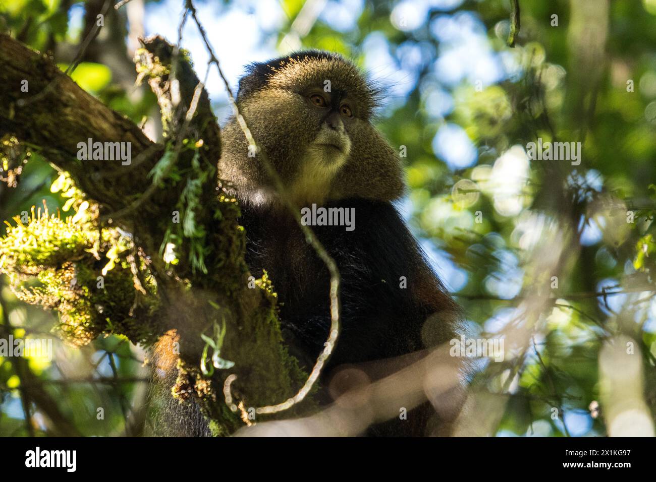 Golden Monkey in the Mgahinga National Park, Uganda Stock Photo - Alamy