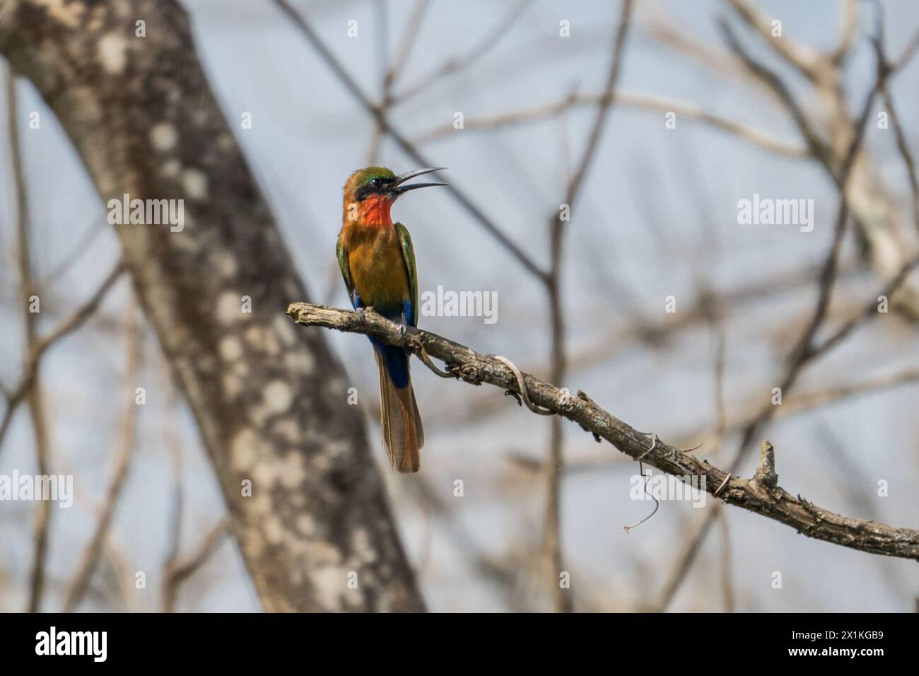 Red-throated bee-eater in Murchison Falls National Park, Uganda Stock ...
