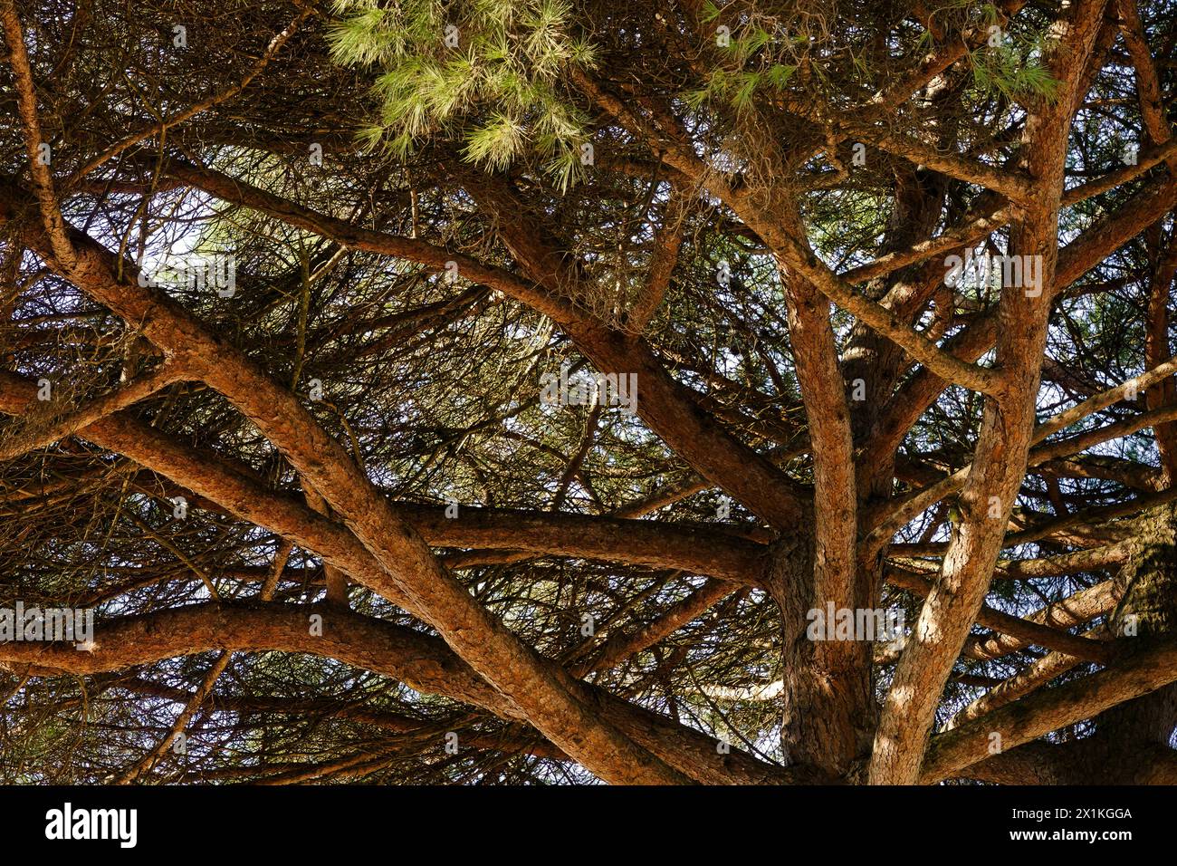 Intertwining textures hi-res stock photography and images - Alamy