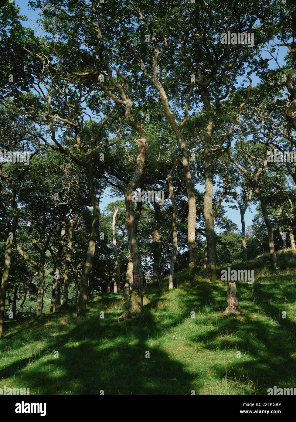 The summer Oak tree canopy flora nature background of the fells at ...